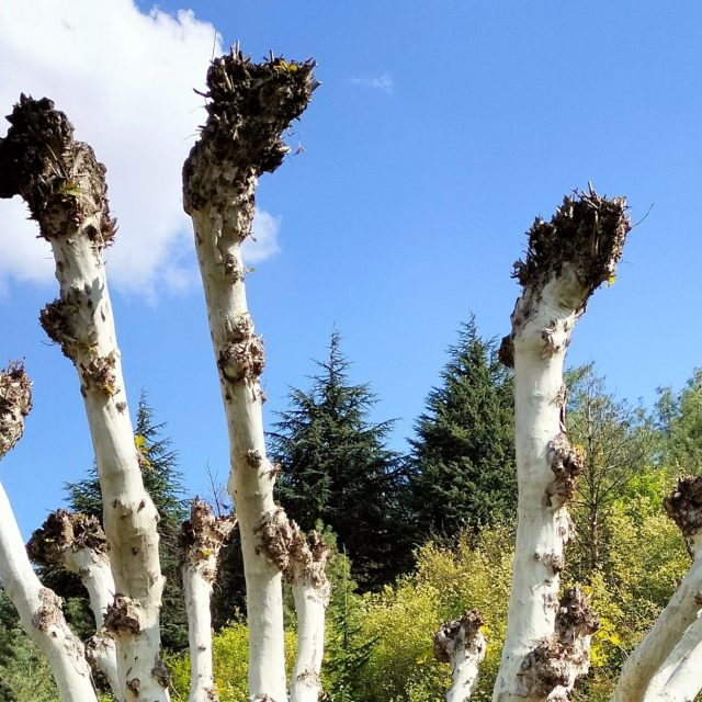 Pollarding, Coppicing and Pruning: What's the Difference? | TreesUK